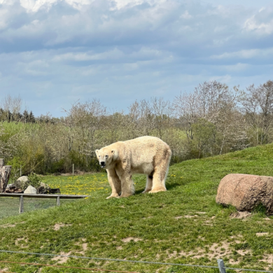 Aarhus, Denmark: Rainbows, Viking Ghosts & a Baby Moose
